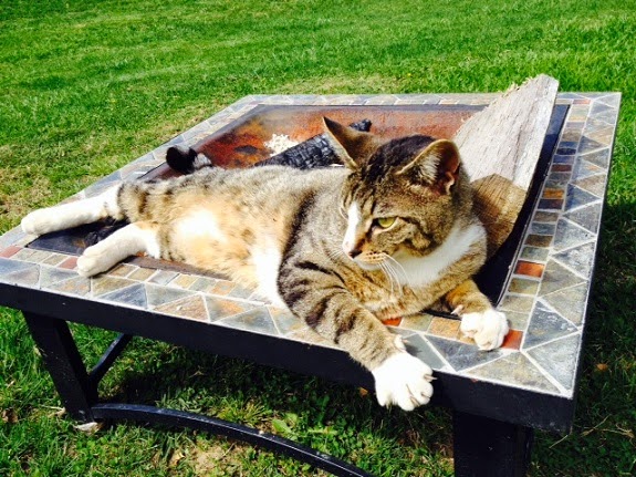 'Fraidy Cat Eventing: video stills + cat bbq