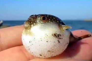 Spikefish - Fishes World - HD Images & Free Photos