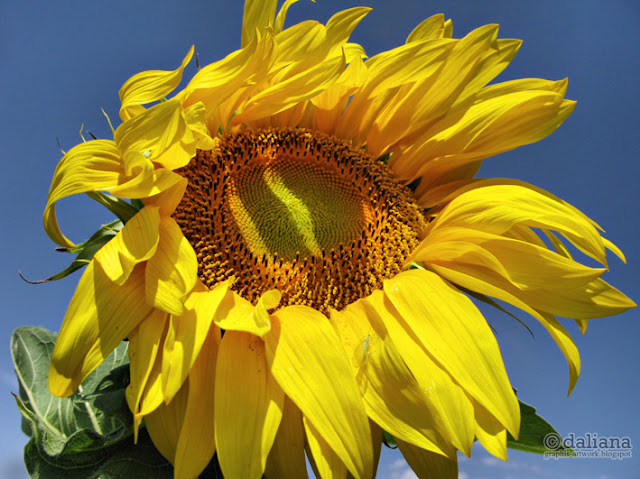Photographis: Sun Flower story - Summer Fields in Romania