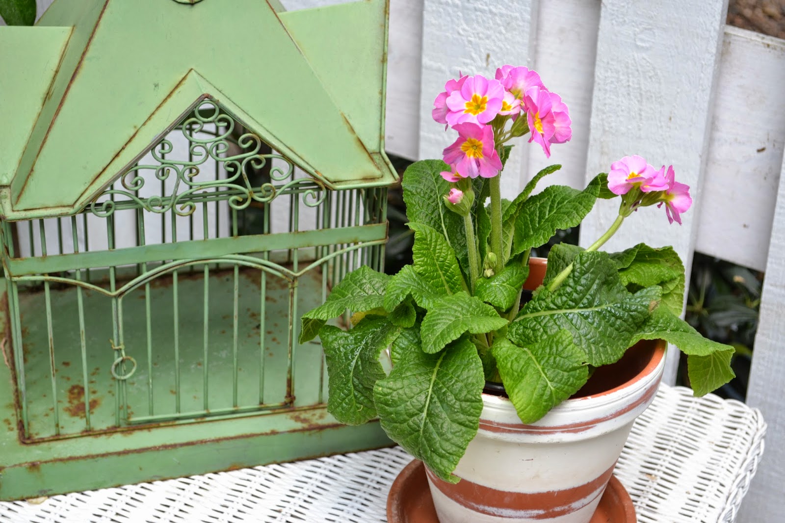 My Painted Garden: Winter Primroses - Here - There - Everywhere