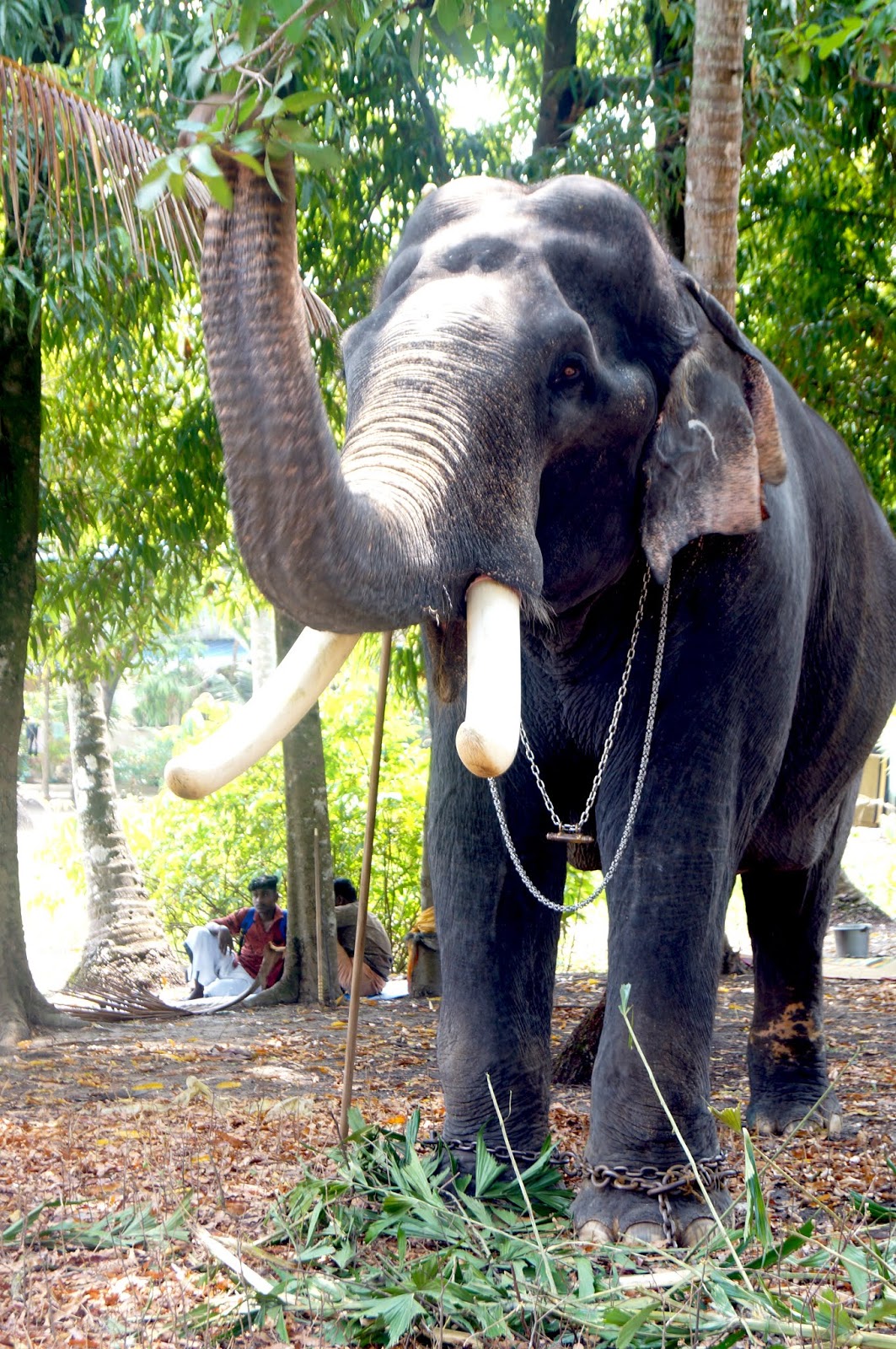 Pambady Rajan HD photos - Kerala elephant Pambady Rajan hd images