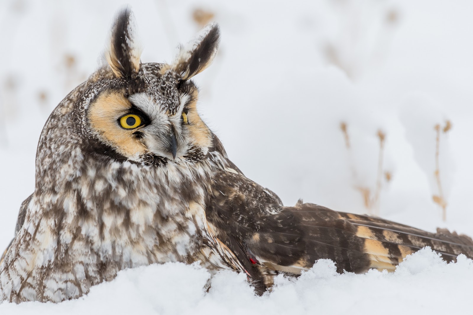 NeoVista Birds and Wildlife: Rescuing a Long-eared Owl