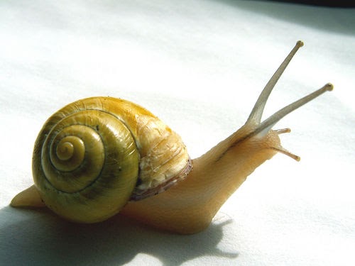 BLOG DO "VOINHO": CONHECENDO OS ANIMAIS COM CONCHAS