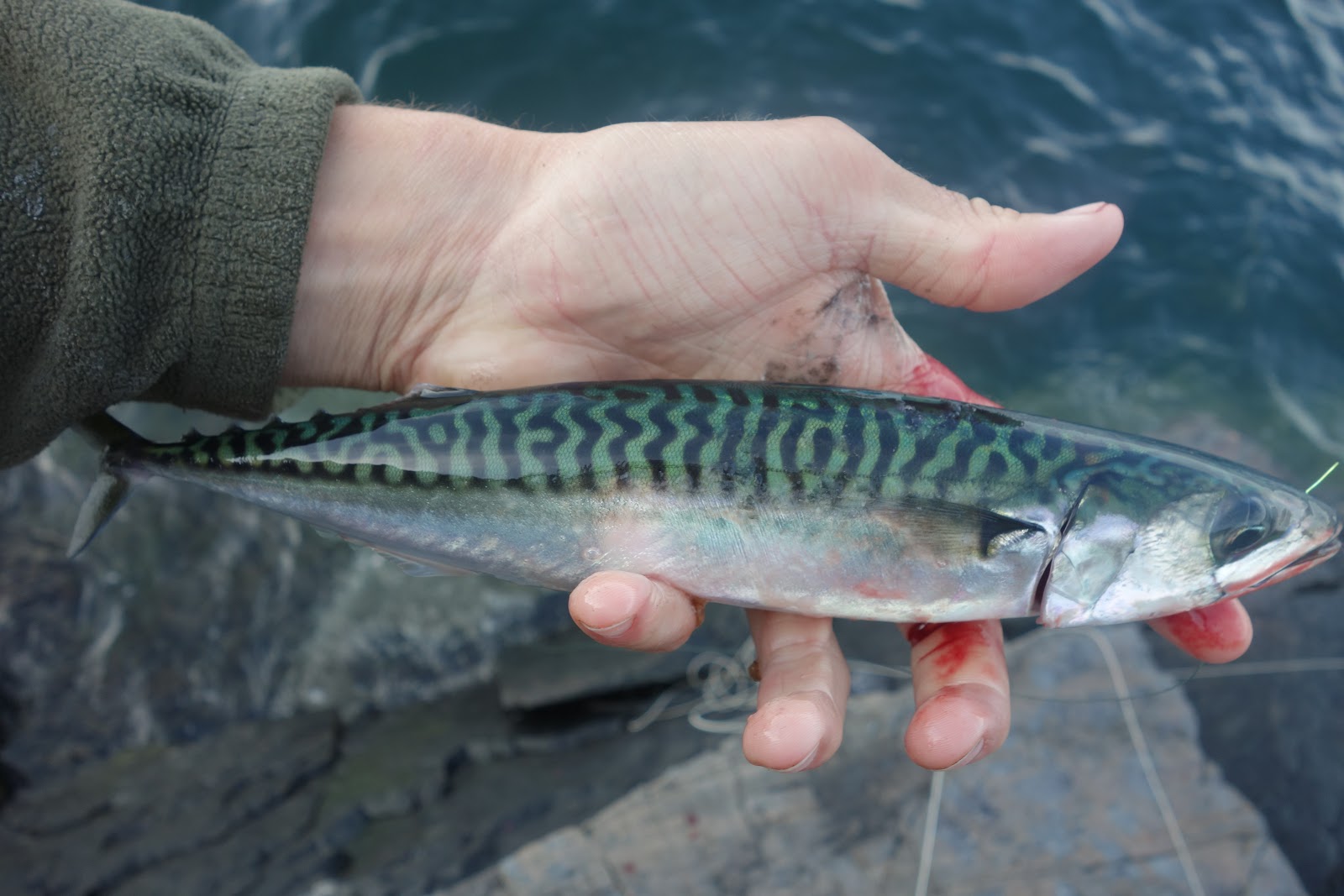 Connecticut Fly Angler: Acadia Pollock on the Fly From Shore