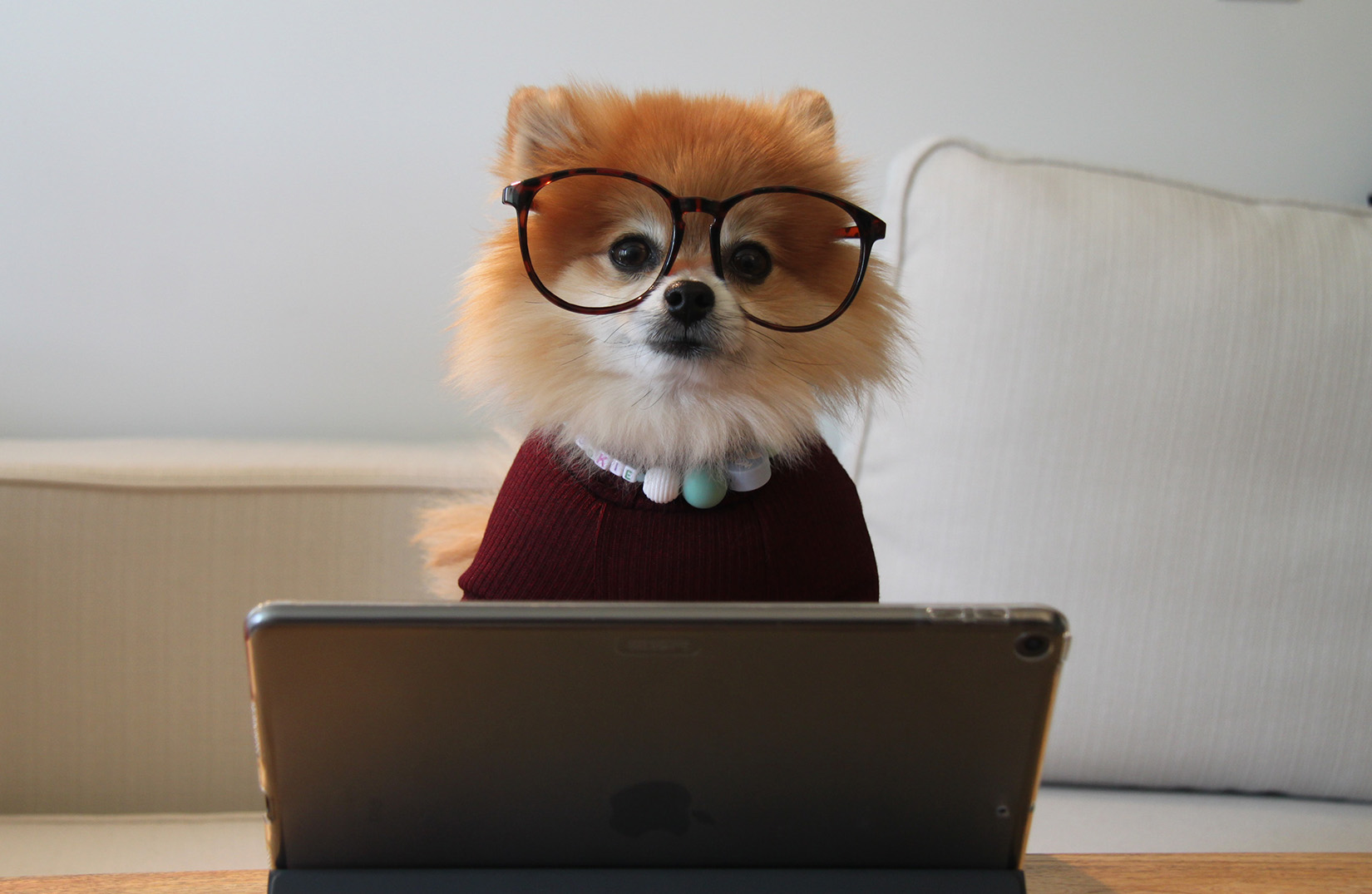 Australia's Top Office Dog Competition is coming! | Australian Dog Lover