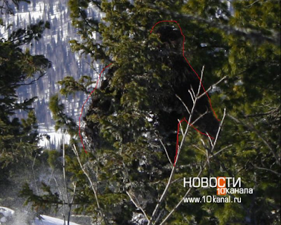 RMSO Bigfoot: Russian Yeti Appears Wounded (Several High Resolution Photos)