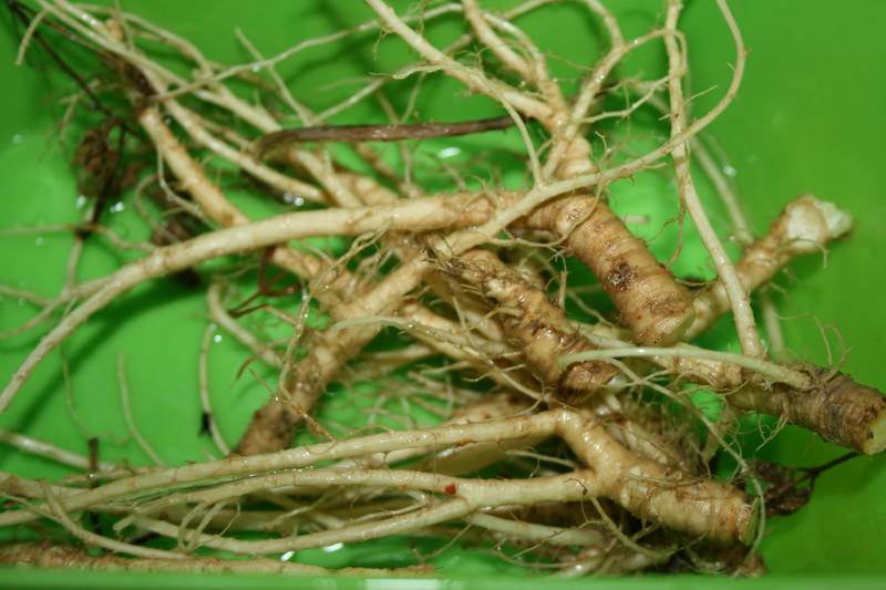 Godt og Sunt: Stekte Ville Gulrøtter