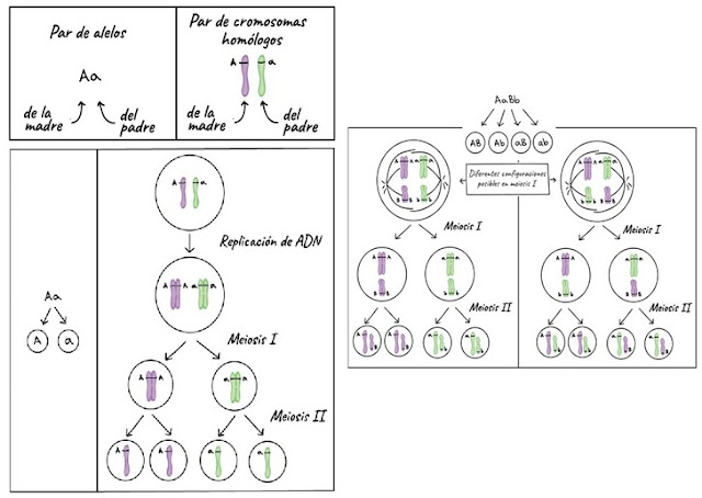 BIOLOGÍA: COLEGIO CULTURAL SANTIAGO: Sesión 2.- Teoría Cromosómica de ...