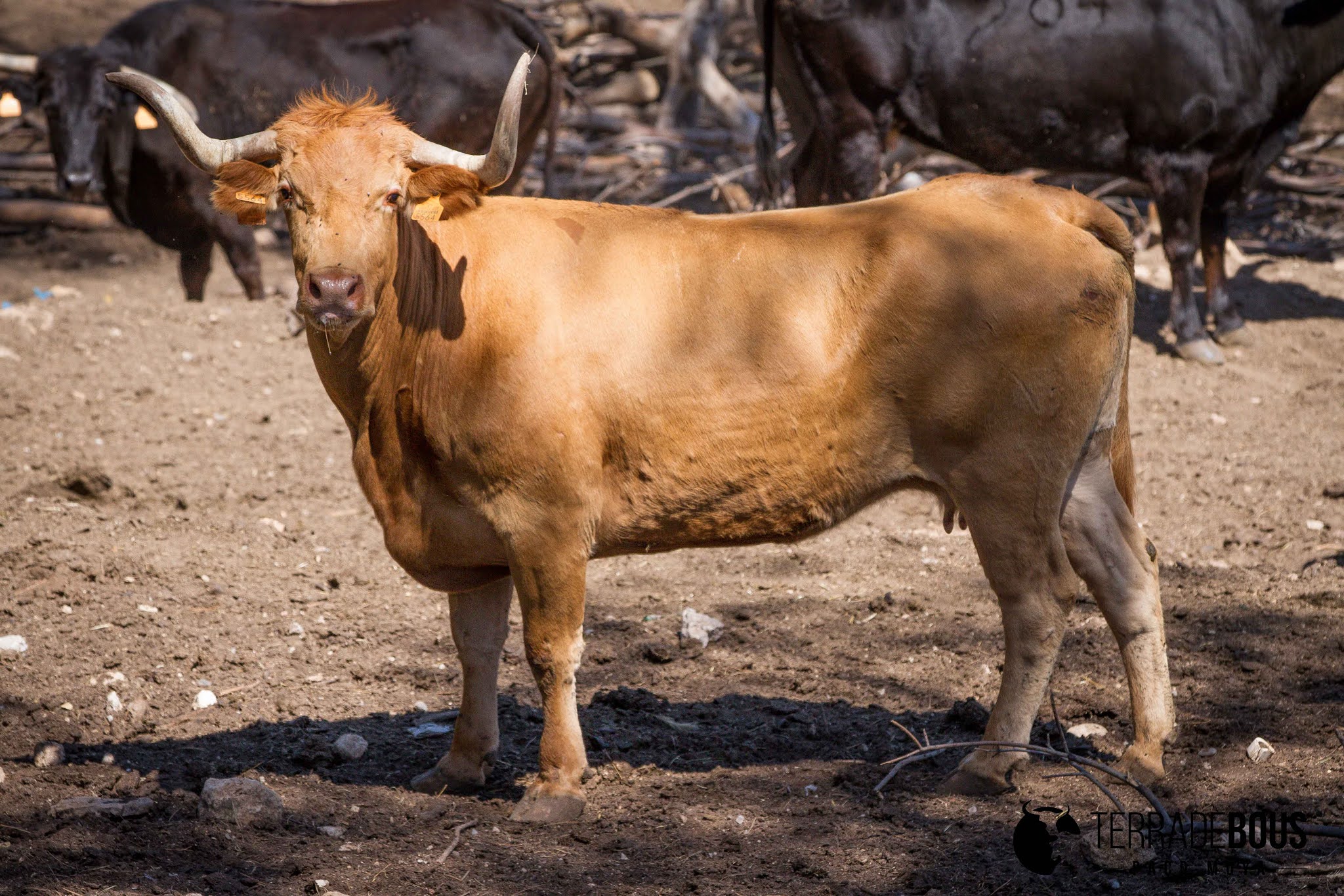 PELAJES DEL TORO DE LIDIA: PINTAS COLORADAS
