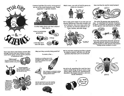 THE SMALL SCIENCE COLLECTIVE: Fruit Flies - the workhorses of science