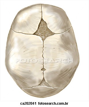 MILENA CAROLINE/CRANIOESTENOSE: IMAGENS DAS SUTURAS E FONTANELAS DO CRÂNIO