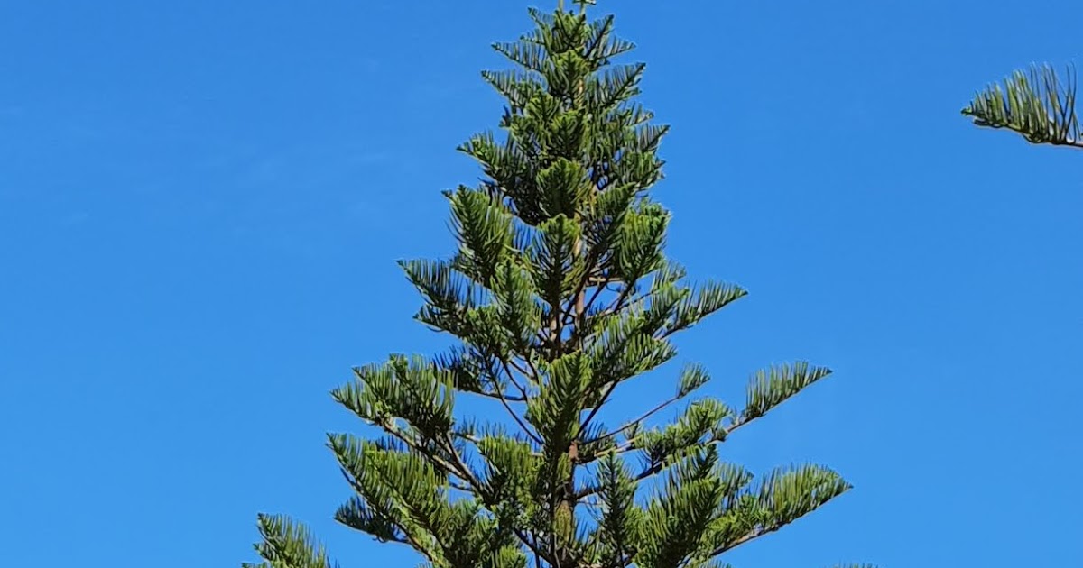 Sydney - City and Suburbs: Dolls Point, Cook Park