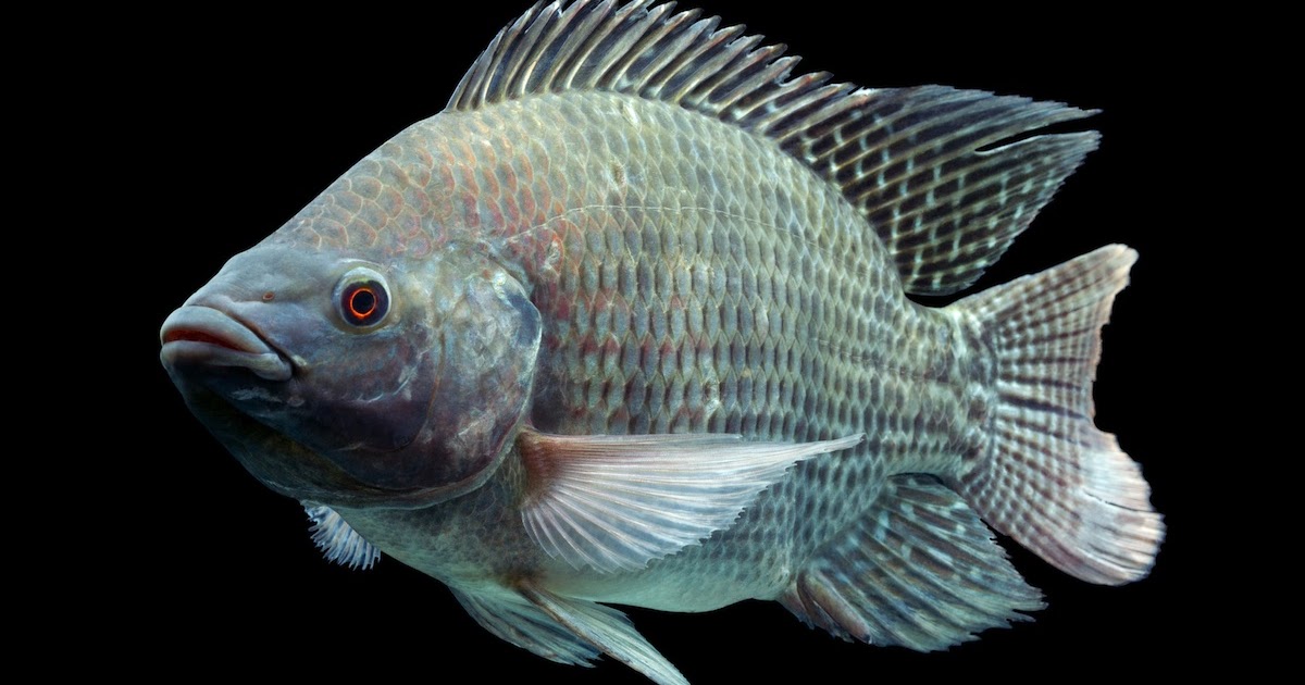 Seven Steps on How to Make the Homemade Tilapia Fish Feed - fish-hobbyist