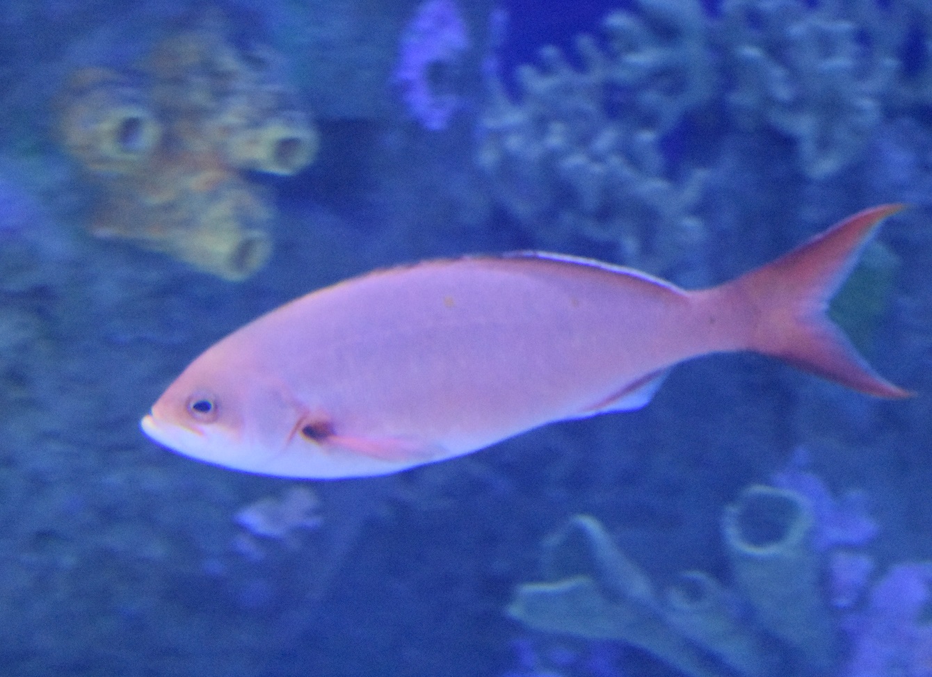 ZOOTOGRAFIANDO (6.100 ANIMALS): PEZ CRIOLLO / CREOLE-FISH (Paranthias ...