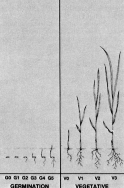 CROP PRODUCTION: Growth stage: The vegetative phase
