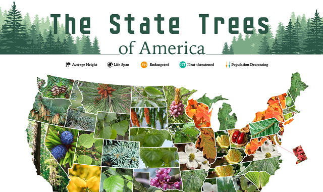 The State Trees of America #Infographic - Visualistan