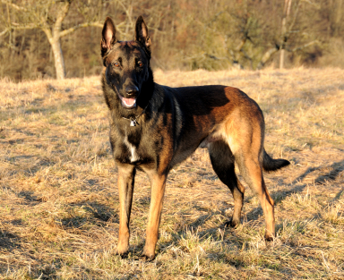Belgian Malinois Dog Herding | Herding Dog Breeds Pictures and Information