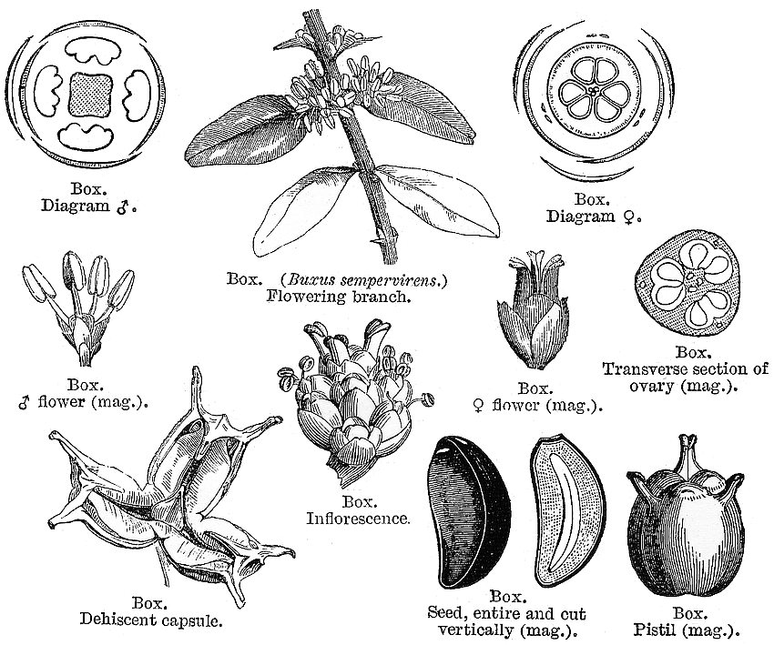 PLANT FAMILIES OF PUERTO RICO AND FLORIDA PAPO VIVES: BUXACEAE ...