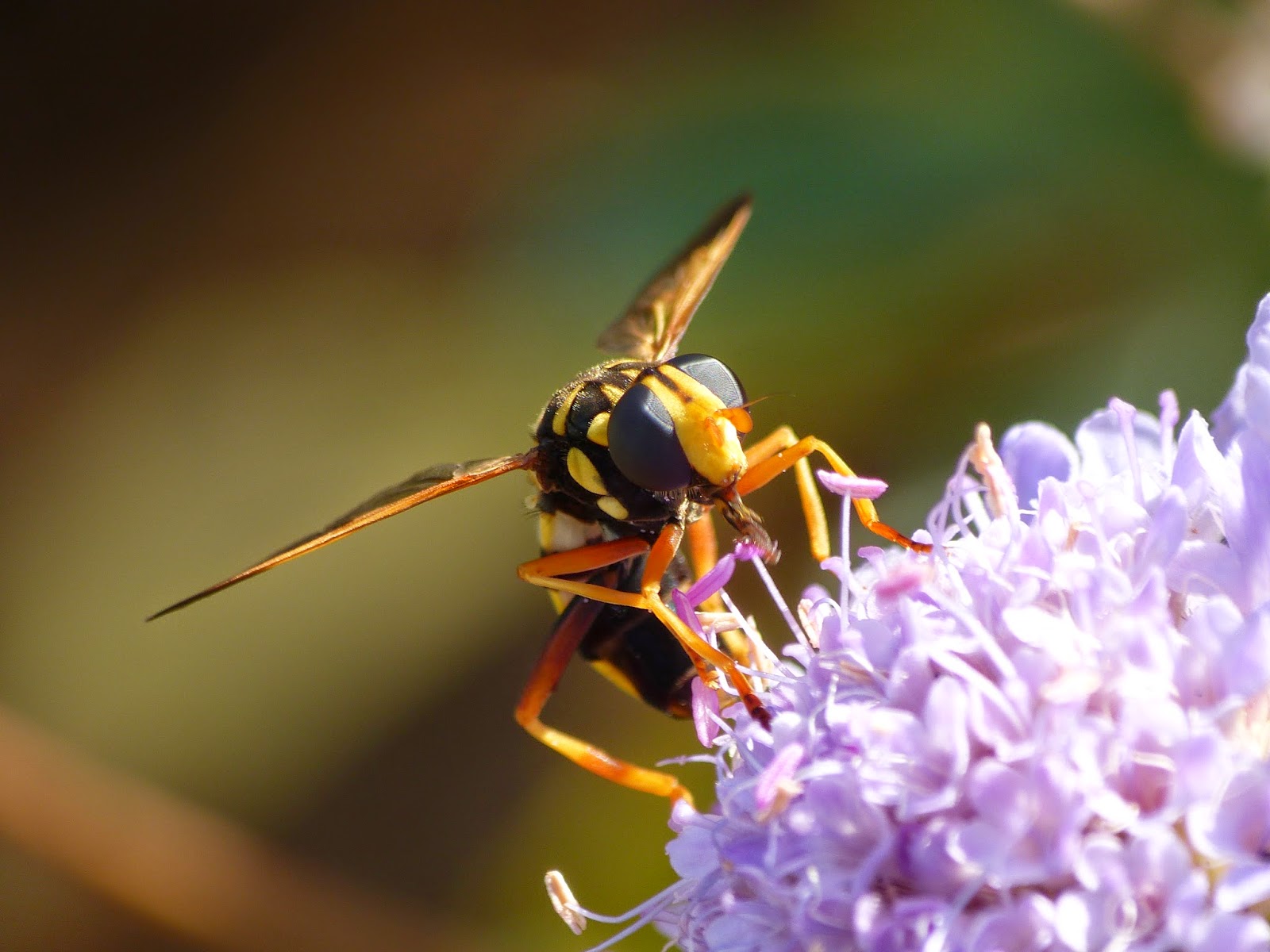 Photos d'insectes: Les Diptères - Sous-ordre des Brachycères (mouches ...