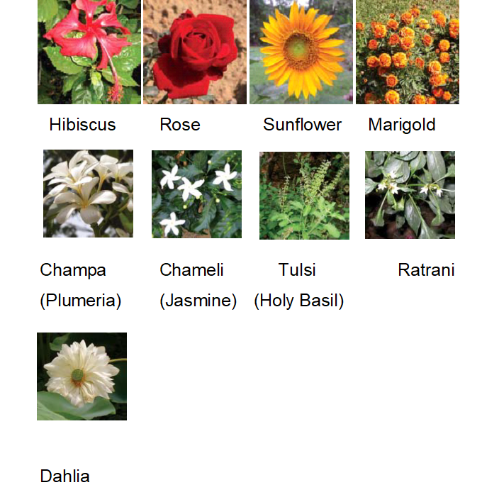 Class 4 EVS Chapter 11 The Valley Of Flowers Additional Exercises class-4-evs-chapter-11-the-valley-of-flowers-additional-exercises