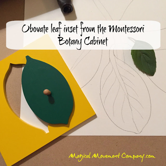 Artfully Outdoorsy in the Montessori Room: Realistic Leaf Drawing from ...