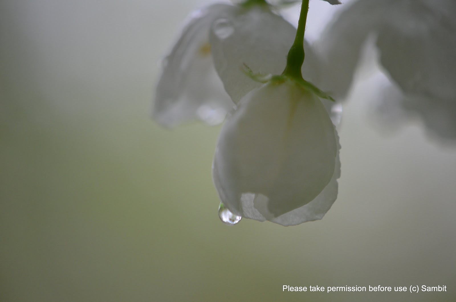 Celebrating life and nature in photography: Spring Rain