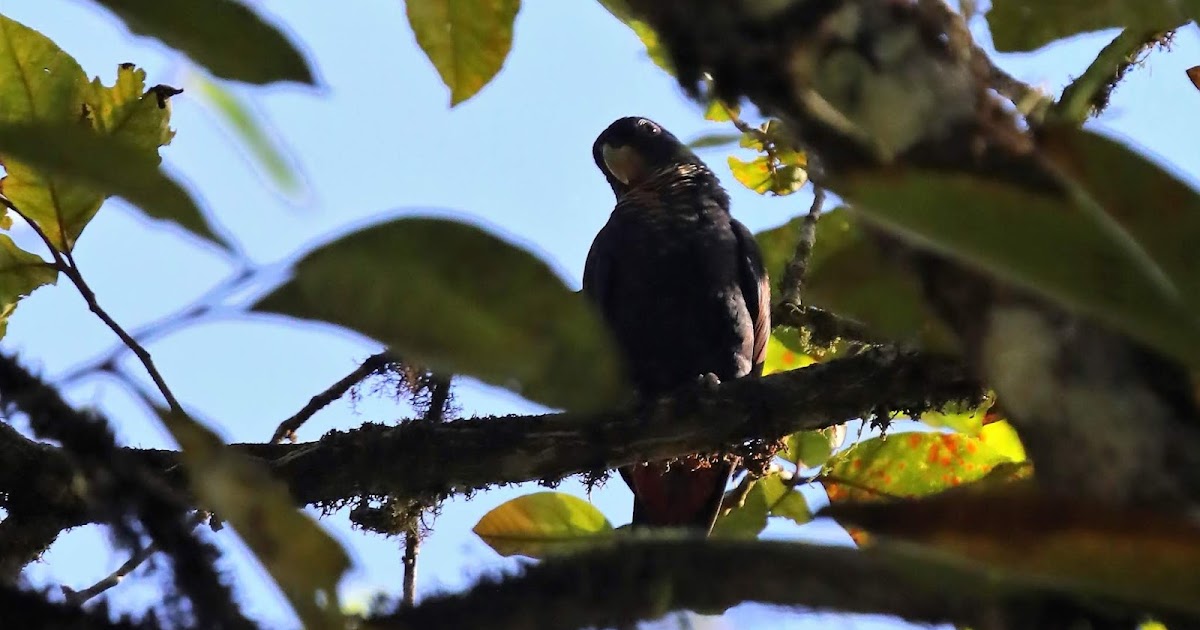 Instantes alados Perú y Ecuador 2018: loro negro o catarnica