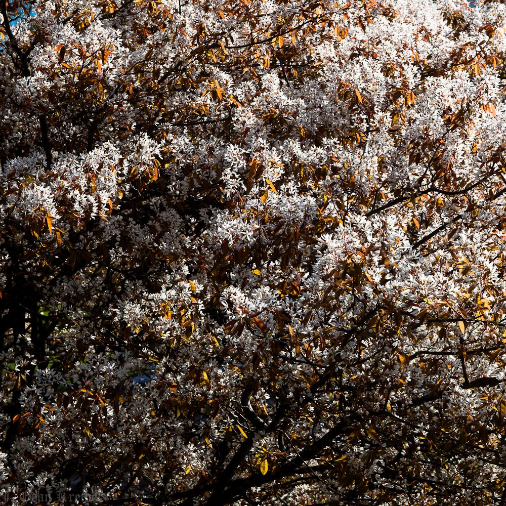 Kreider's Korner Photographs: Saskatoon tree blossoms