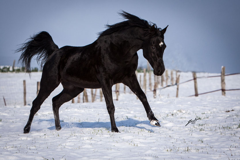 Cheval arabe: Beauteful Horse Arabic