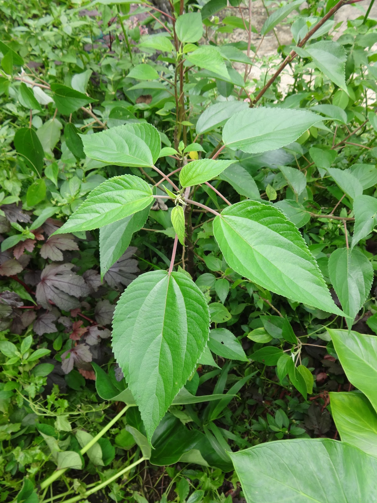 Herbs from Distant Lands: Pipturus spp. - Mamaki Tea, Handalamay, Armwe ...
