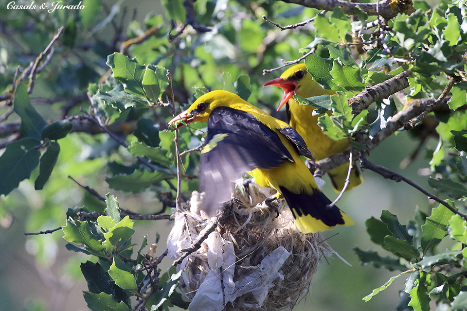 CRÒNIQUES NATURALISTES: PASSERIFORMES II