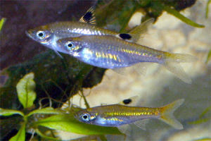 Shamudra Bilash: Loach & Rasbora Fish