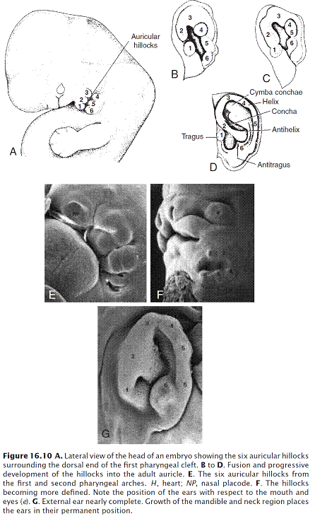 Anatomi dan Fisiologi Faring ~ Blog Artikel Kesehatan