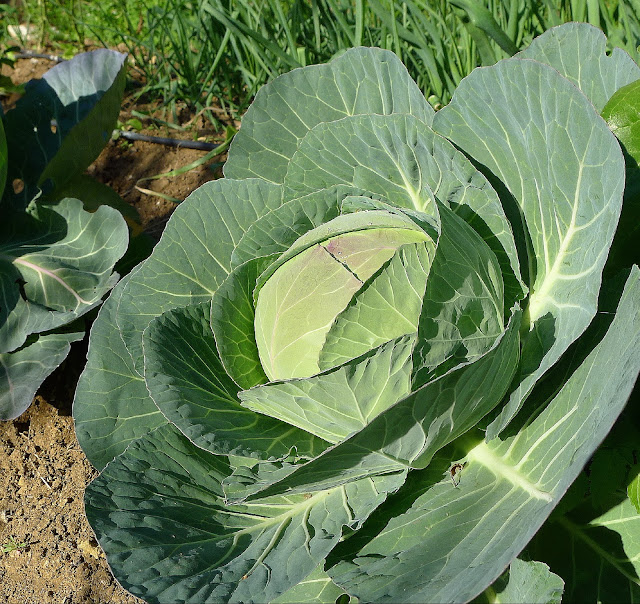 MY KITCHEN IN SPAIN: THE YEAR OF THE CABBAGE