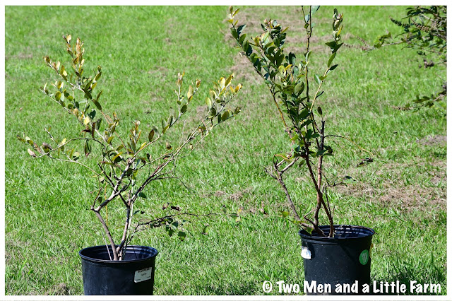 Two Men and a Little Farm: TWO NEW BLUEBERRY PLANTS
