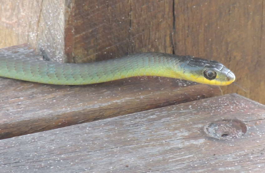 russells photos on the sunshine coast