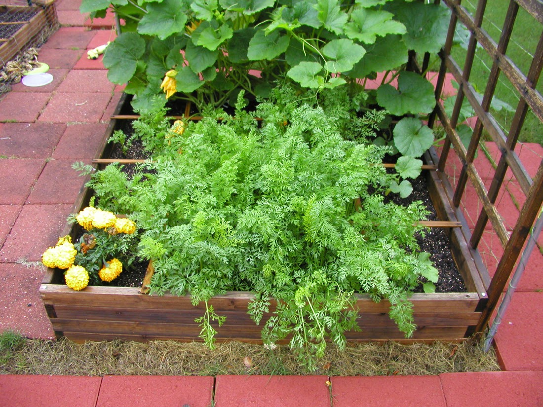 Seminte si plante de gradina hobby: Morcov Purple