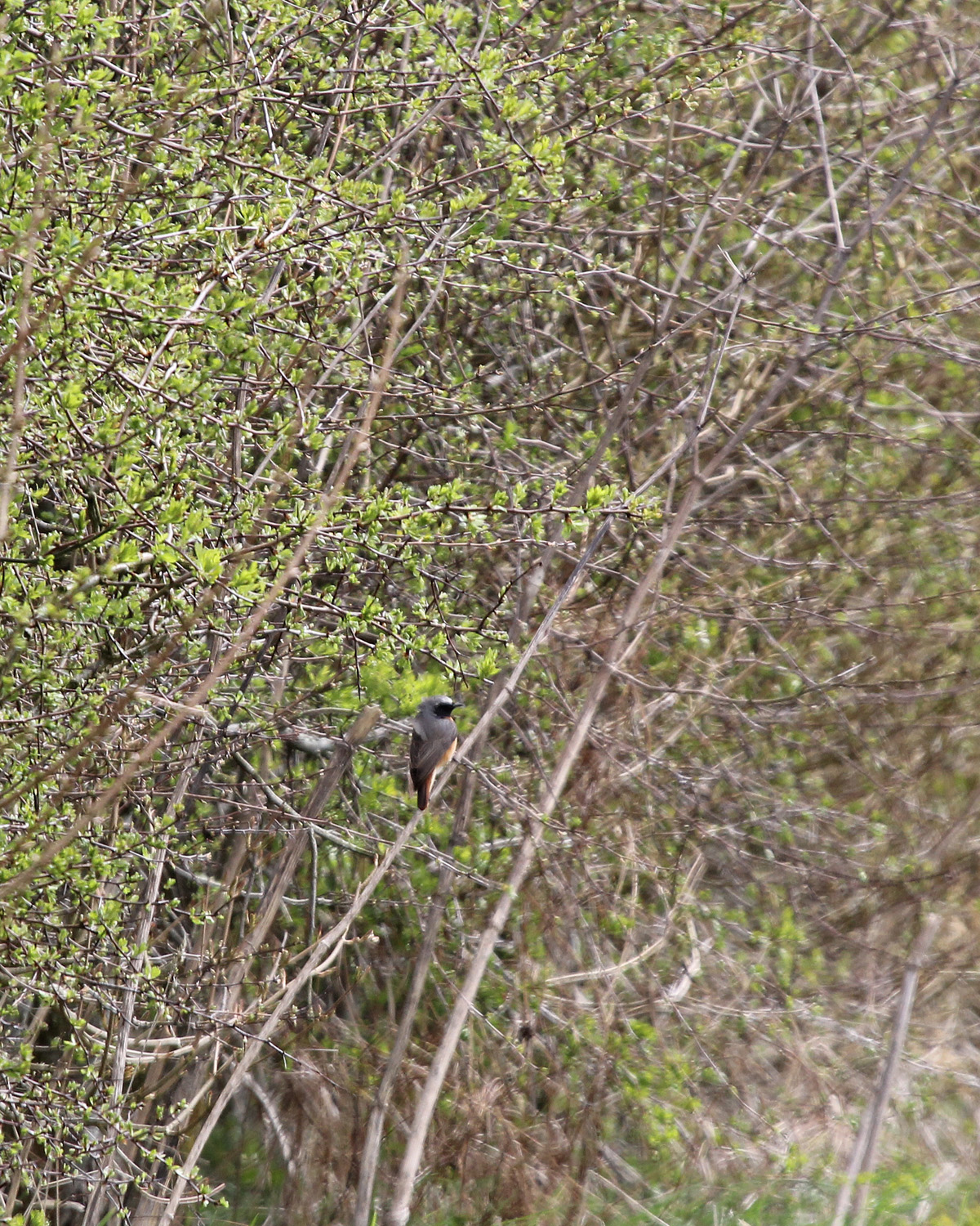 A Year Around Four Marks: 27th April - Top, Top, Bird!