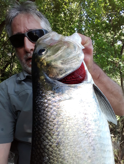 nosolomosca: El poder del Sábalo