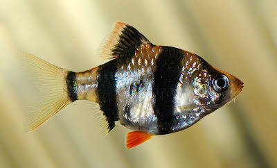 Discus: Sumatran Tiger fish