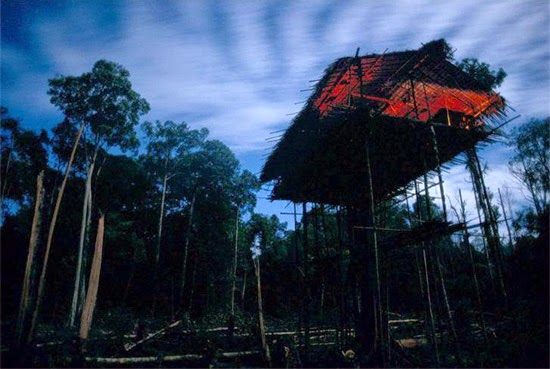 Rumah Pohon Korowai Papua dan Budaya Primitif Lain Terancam Punah ...