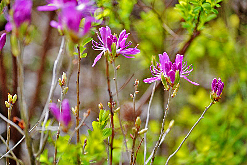 nature tales and camera trails: Rhodora wildflower
