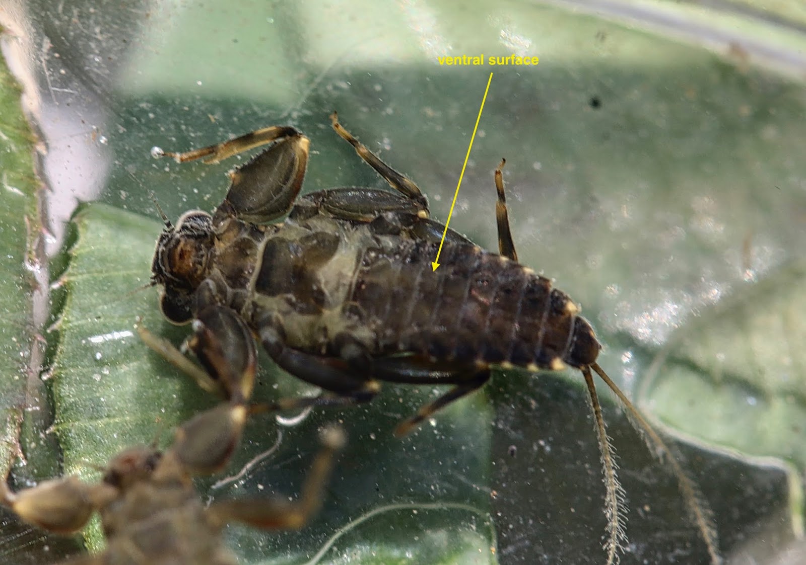 Aquatic Insects of Central Virginia