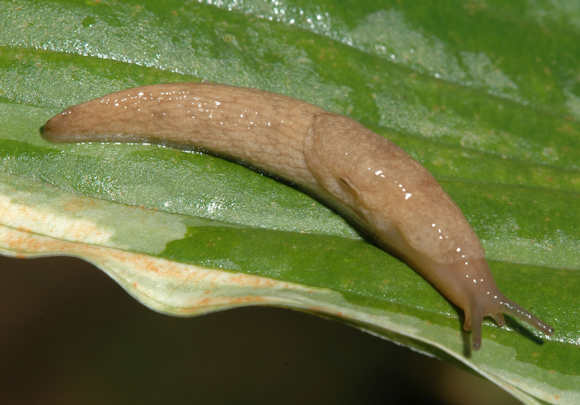 Roads to the Great War: Recommended: The Slug-Garden Pest and War Hero