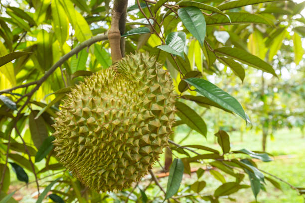 Menanam Durian dalam Pot