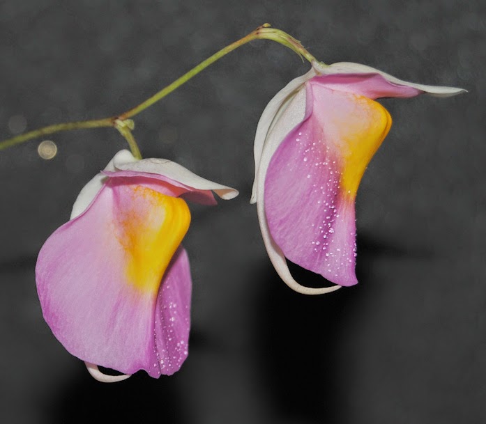 Natch Greyes' Carnivorous Plants - Growing Guide: Utricularia ‘Jitka’