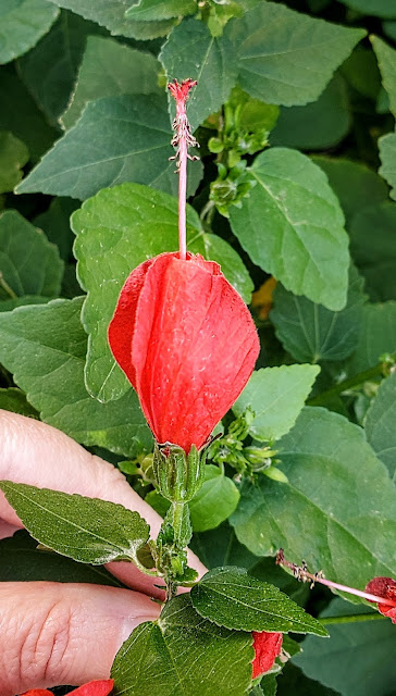 The Foraged Foodie: Foraging: identifying and eating turks cap flowers and fruit, easy for beginners