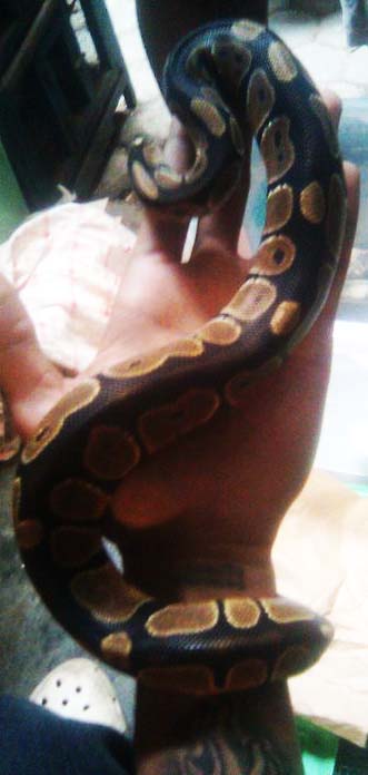 POPURI REPTILES: POPURI REPTILES : ULAR BALL PYTHON ( BALL PYTHON ...