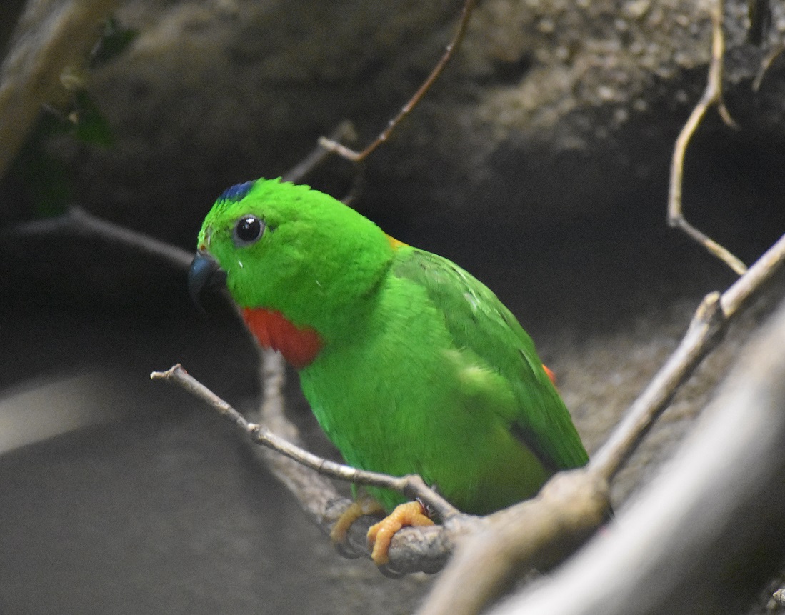 ZOOTOGRAFIANDO (5.836 ANIMALS): LORÍCULO CORONIAZUL / BLUE-CROWNED ...