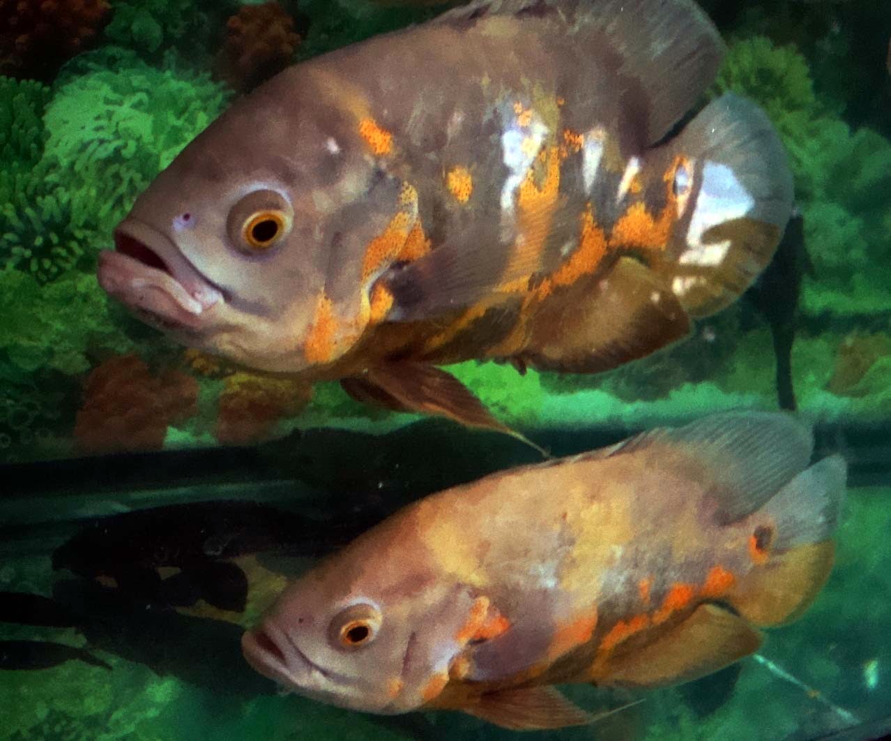 Naturalist's World - Dr Abe V Rotor : Fish Therapy